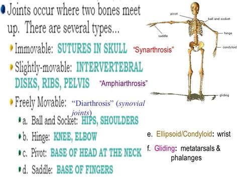 Intervertebral Joint Structural Classification