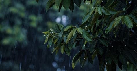 강우 경치 계절의 변화 기후 나무 나뭇잎 녹색 녹지 땅 무성한 무성한 환경 비 비 내리는 빗방울 상쾌한 성장 숲 식물군 식물의 신선한