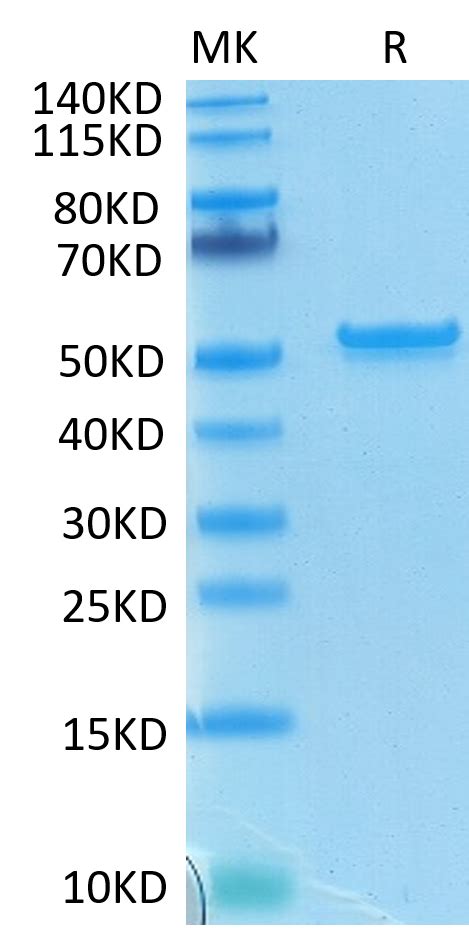Bioytinylated Sars Cov 2 Nucleocapsid Protein Cov Ve4npb Kactus