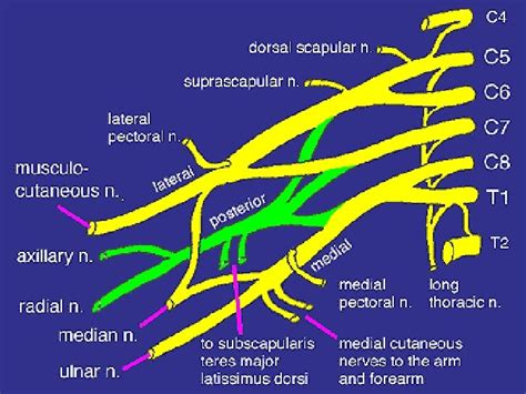 Brachial Plexus Illustration