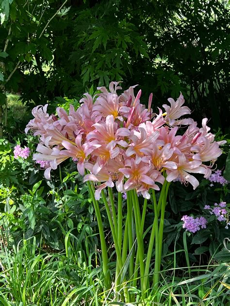Surprise Lilies Naked Ladies Etsy