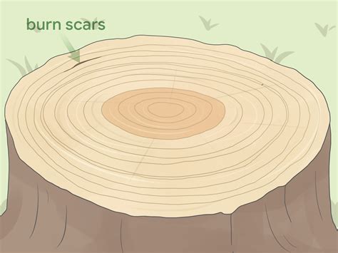 Simple Ways To Count Tree Rings 6 Steps With Pictures Wikihow