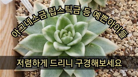 12월 28일 금아이들 다양하게 구경해보세요 엄청 예뻐요 다육이금 다육 다육이 다육식물 다육이키우기 금다육 금다육이 Youtube