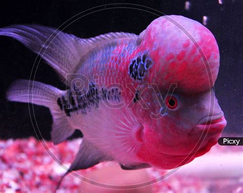 Image Of Pomacentridae Fish Ks349409 Picxy