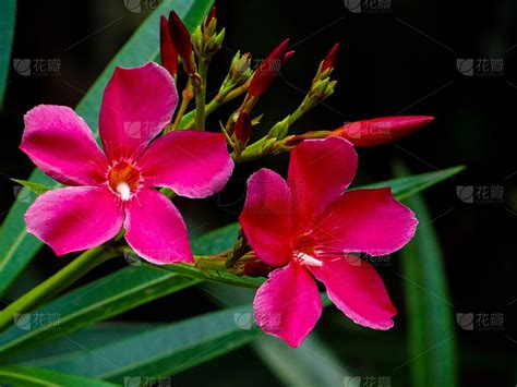 两个夹竹桃开花