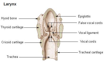 Larynx And Trachea Seer Training