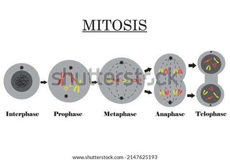 Mitosis Illustration Stages Cell Division Stock Vector Royalty Free