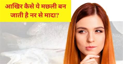 Gk बताओ कौन सी मछली लिंग बदल कर नर से मादा बन सकती है 99 फीसदी लोगों