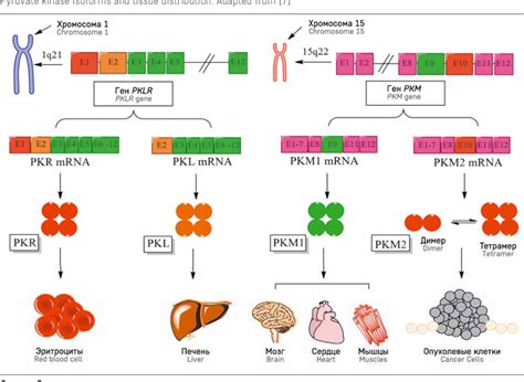 Figure 2 From Pyruvat Kinase Deficiency And Nonspherocytic Hemolytic