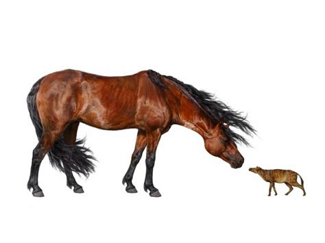 Lancêtre Du Cheval Rétrécissait Avec La Chaleur