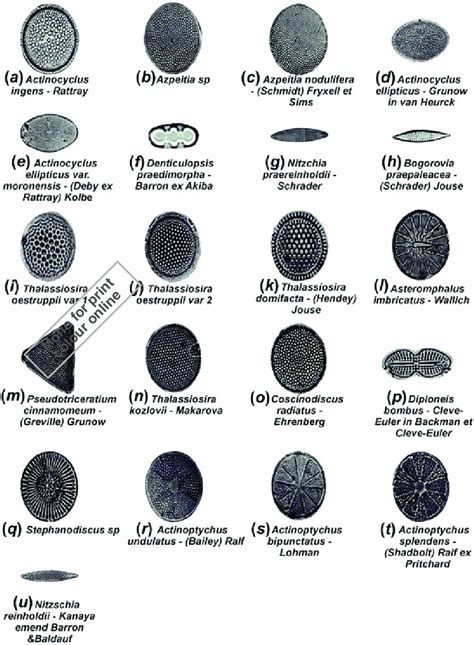 Types Of Diatoms
