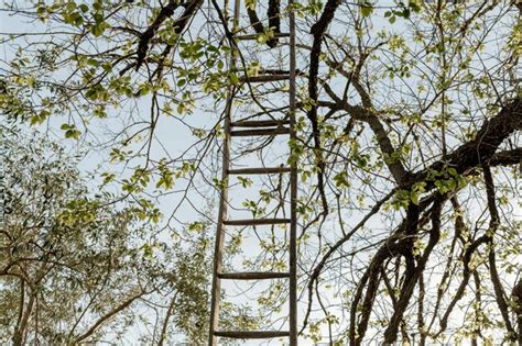 Premium Photo Wood Ladder On The Tree Premium Photo Wood Ladder On The Tree