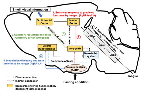 Figure 1 From Recent Advances In Neural Circuits For Taste Perception In Hunger Semantic Scholar