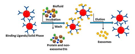 Exosome Isolation By Immunoaffinity Ia Creative Biostructure