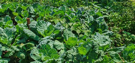 성장하는 식물 화창한 날에 는 농장에서 다양한 채소가 있는 농장 텍스트 공간입니다 새싹에 대한 스톡 사진 및 기타 이미지 새싹 초록 양배추 0명 Istock