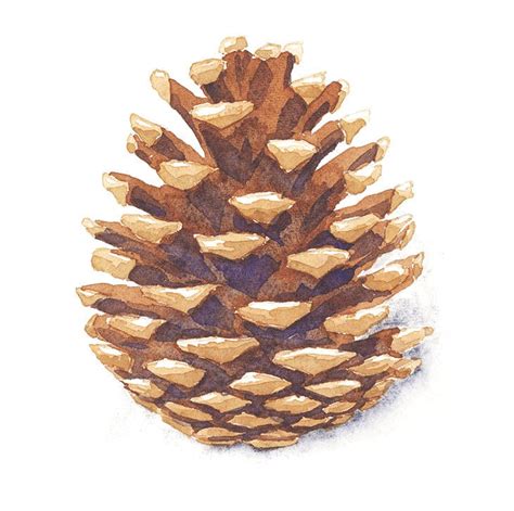 Easy Pine Cone Drawing