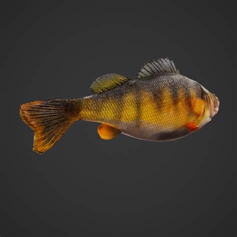 Perch 3d Model By Get Dead Entertainment