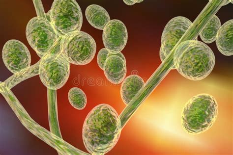 Svamptrichophytonillustration Stock Illustrationer Illustration Av Olagligt Ringmask 79249300