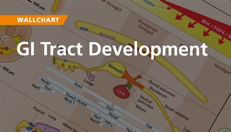 Wallchart Request Gi Tract