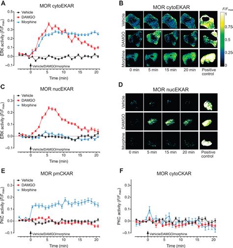 Plasma Membrane Localization Of The μ Opioid Receptor Controls