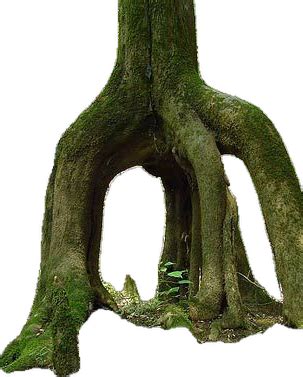 10 Fast Growing Shade Trees To Slash Your Electric Bill Fast Growing