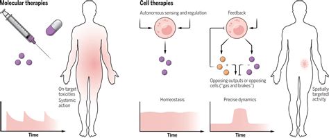 The Emerging Era Of Cell Engineering Harnessing The Modularity Of Cells To Program Complex