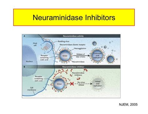 Influenzae Replication Cycle And Mutation Pdf