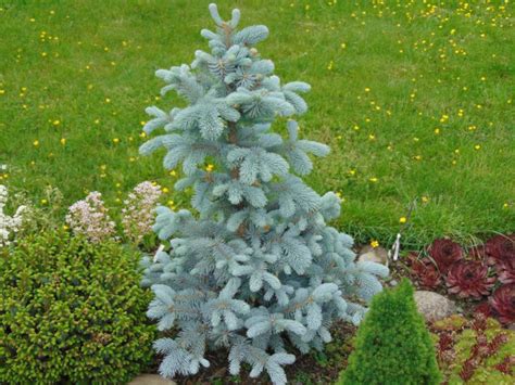 Dwarf Alberta Spruce Root System Full Overview World Of Garden Plants