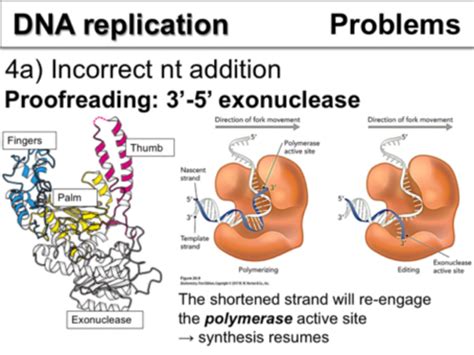 DNA Replication Lecture Flashcards Quizlet