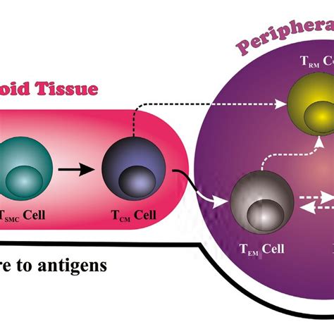 T Cell Subsets Generation According To Cellular Activation And Homing