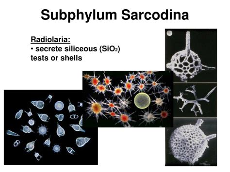 Ppt Kingdom Protista The Protists” Powerpoint Presentation Free