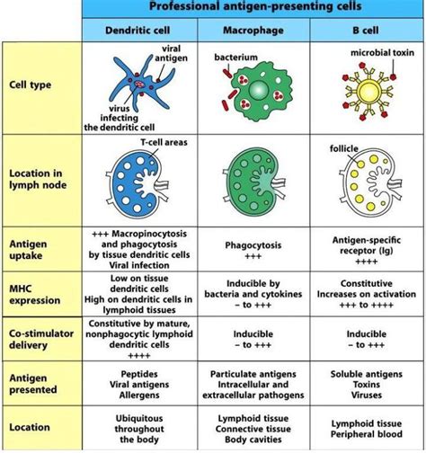 Antigen Presenting Cells Antigen Presentation Safeguards The Integrity