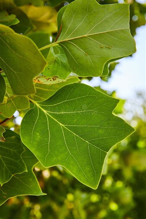 Detail Of Beautiful Leaves On Tree With Detail Of Veins Stock Image Image Of Detail