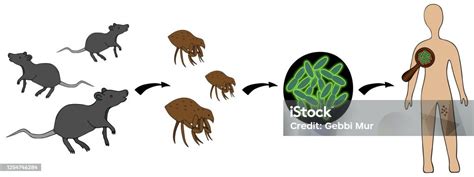 Bubonique Le Schéma De Linfection Avec La Bactérie De La Peste Rat Puce