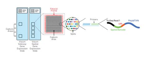 Visium Spatial Genomics Discontinued Ggbc