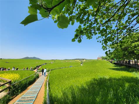 둘레길 4월30일일요일 초록낙원 청보리밭 And 고창읍성 여행 후기~~~ 너무도 기분 좋은바람에ㅡ 오늘여행은 학원농장엔 유채 고양파주 둘레길고 파