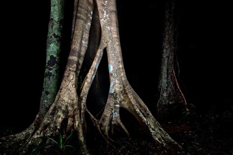 Strangler Fig Pattern Explained Clivern Rprogramming