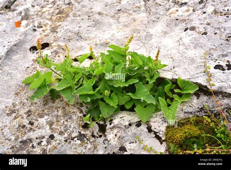 Good King Henry Chenopodium Bonus Henricus Or Blitum Bonus Henricus