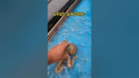 얼굴 봐났어일주일 있다 보자 ㅎㅎㅎㅎ 문어 해파리 Youtube