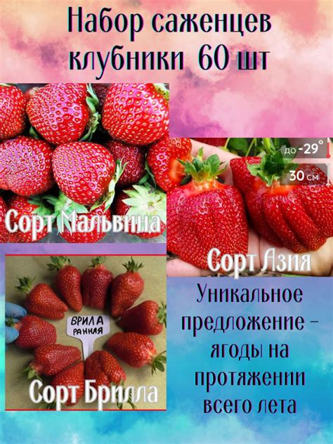 Набор саженцев клубники 60 шт купить в Минске цены доставка
