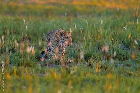 Okavango Delta Wildlife Botswana Leopard Golden Grass Sunset