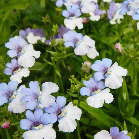 Blue White Nemesia Flower Seeds Heirloom Non Gmo Blooms For Colorful