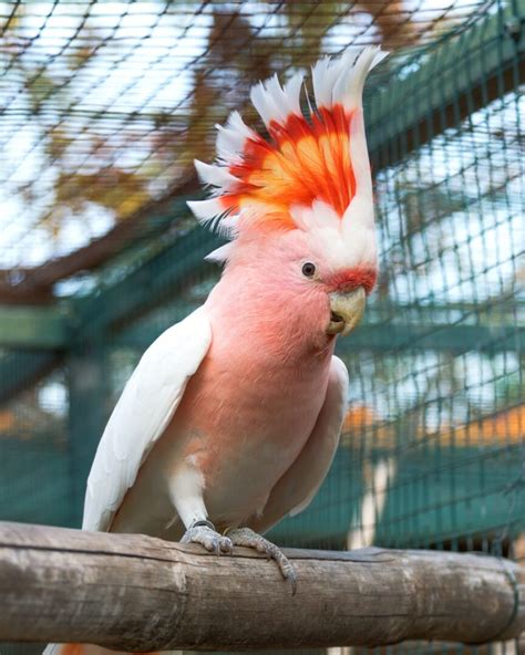 How Much Does A Cockatoo Cost Cockatoo Prices And Expenses