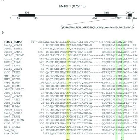 Structural Model Of The Ubiquitin Binding Domains Ubd Domain Of