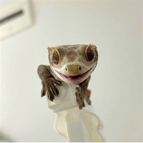 후 추 고 마 워 그 리 고 사 랑 해 ♡ 씨엘로펫