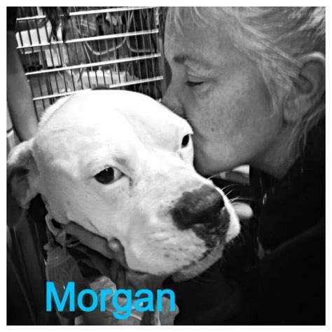 Saved Pitbulls Pit Bulls Dogs