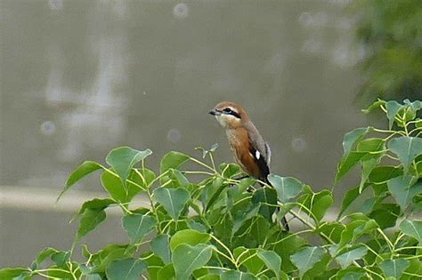 この時期になるとモズの高鳴きが聴こえて来ます ひまじんの写真館