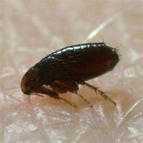 Fleas Control Melbourne Pest Alert Pest Control Services