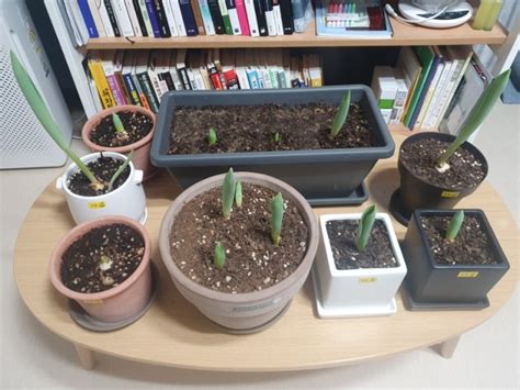 튤립구근 식재 한 달 후 네이버 블로그