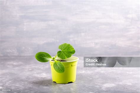 호박 쿠르제트 또는 밝은 녹색 냄비에 성장 스쿼시 묘목 심기 준비 원예 개념입니다 공간을 복사합니다 0명에 대한 스톡 사진 및 기타 이미지 Istock